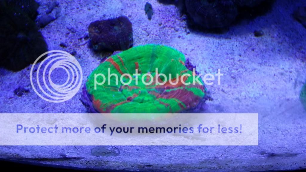 What Makes a Scoly a Master Scolymia? | Reef2Reef