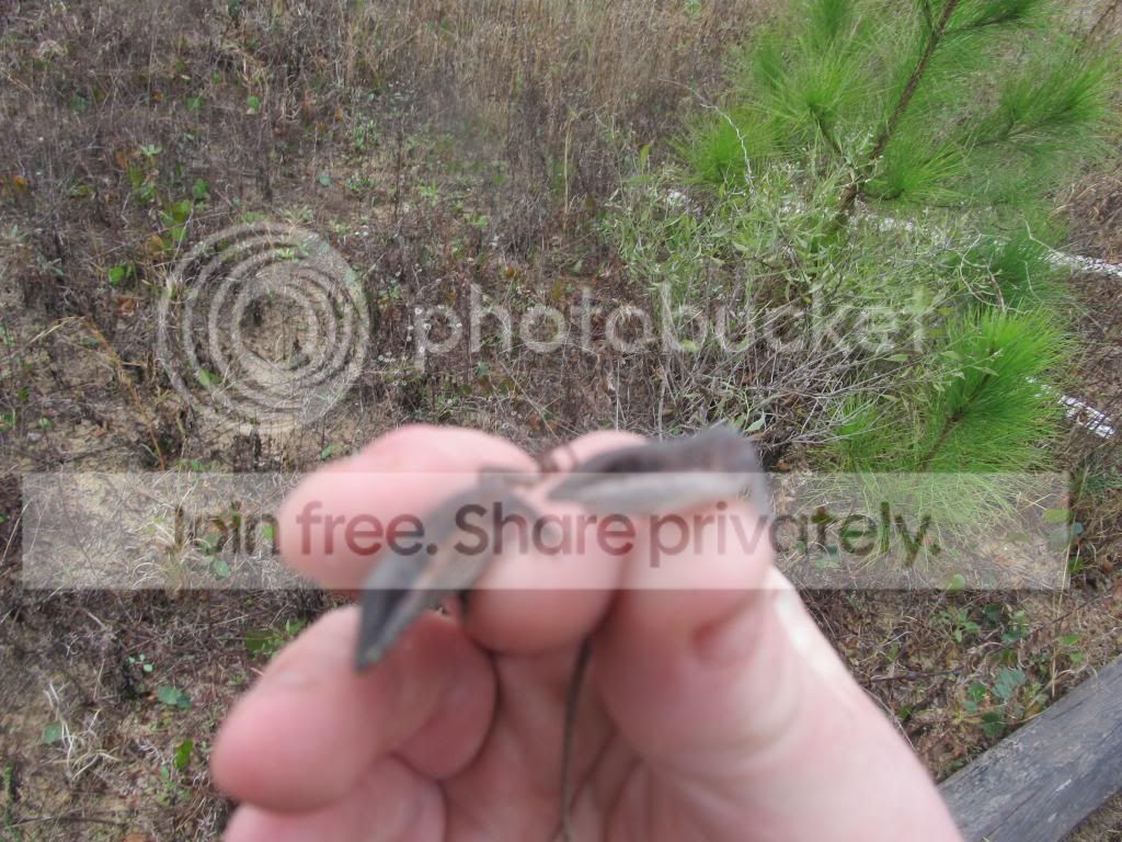 Xmas herping 2012 - Field Herp Forum