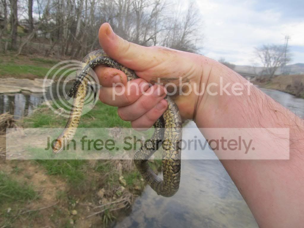 Herping and history february 2013 highlights. - Field Herp Forum