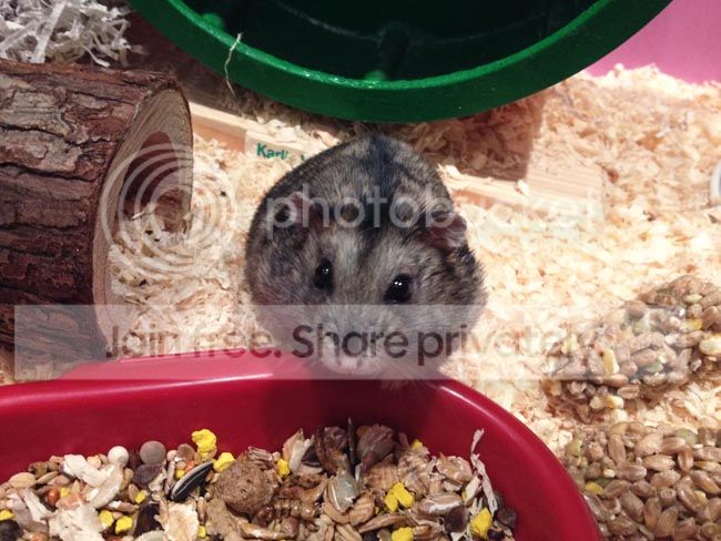 cyst on eyelid - Hamster Central