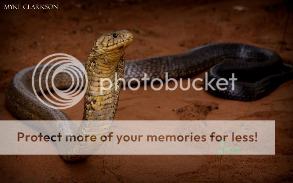 This Is Africa... SnakeMasterMyke Style (DIAL UP DEATH) - Field Herp Forum