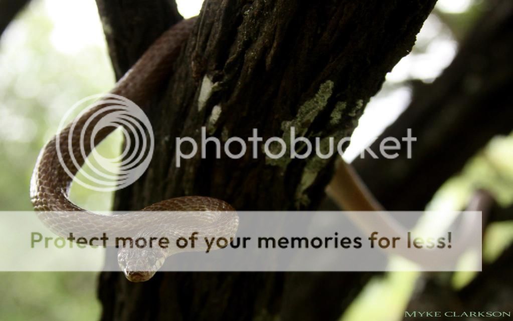 This Is Africa... SnakeMasterMyke Style (DIAL UP DEATH) - Field Herp Forum