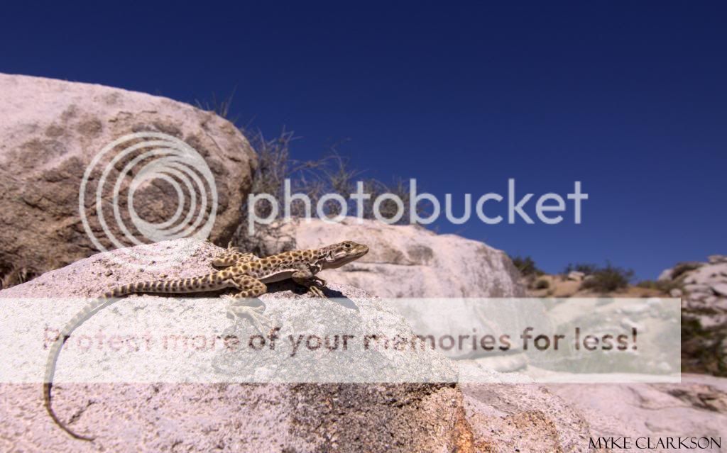 The Return of Snakemastermyke Part 3 - Field Herp Forum