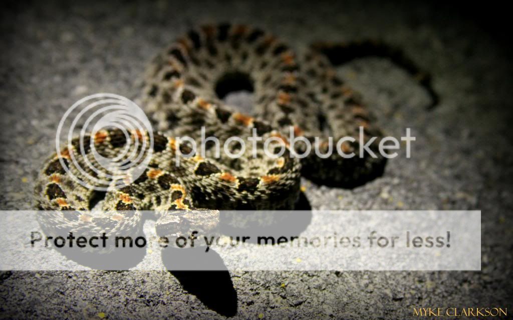 The Return of Snakemastermyke Part 1 - Field Herp Forum