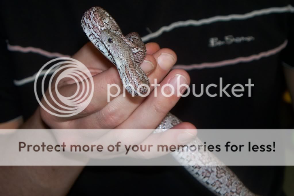 Corn snake pics and viv ideas?? | Reptile Forums